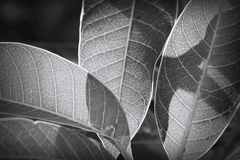 Leaf with light and shadow stock photo. Image of plant - 79354970