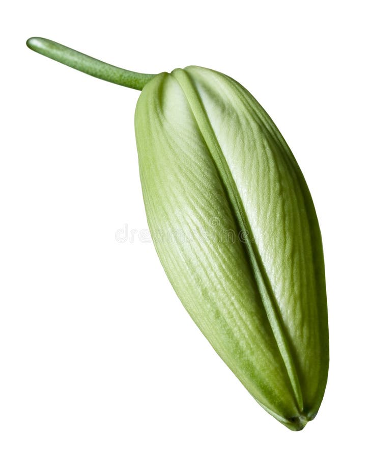 Leaf of lily stock photo. Image of macro, jubilee, blooming - 11318134