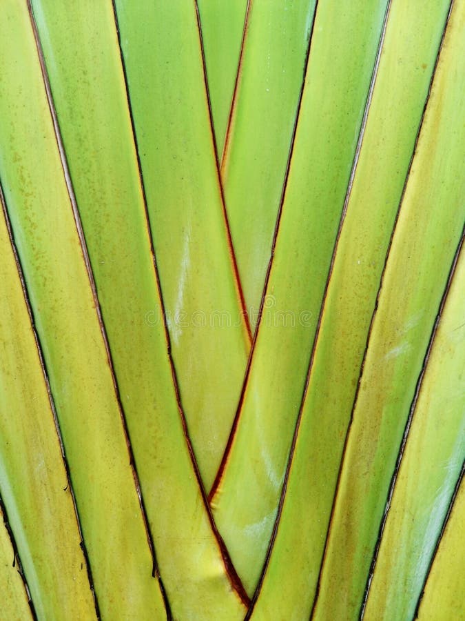 Leaf Line Pattern, Green Nature Background from Leaf. Stock Image ...