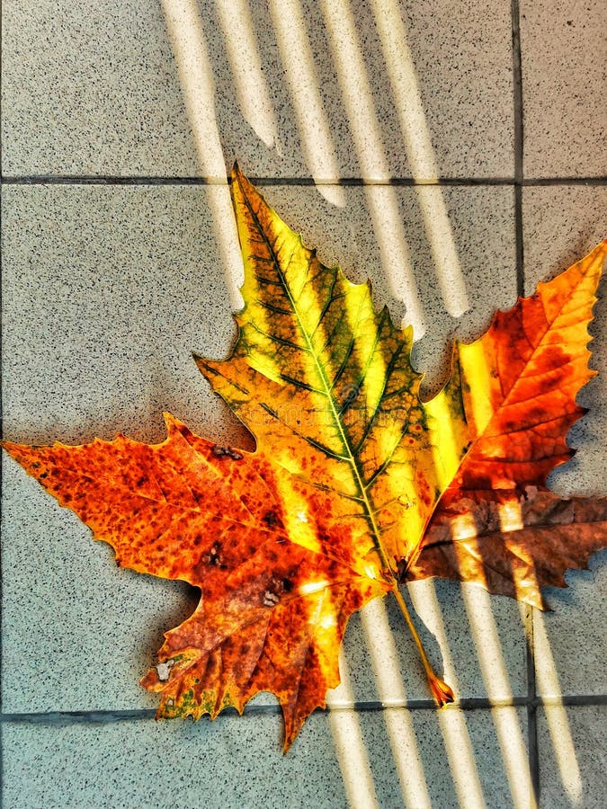 Leaf with lines stock image. Image of autumn, yellow - 164474715