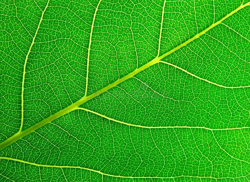 Leaf lines stock image. Image of graphics, fiber, coolness - 9577897