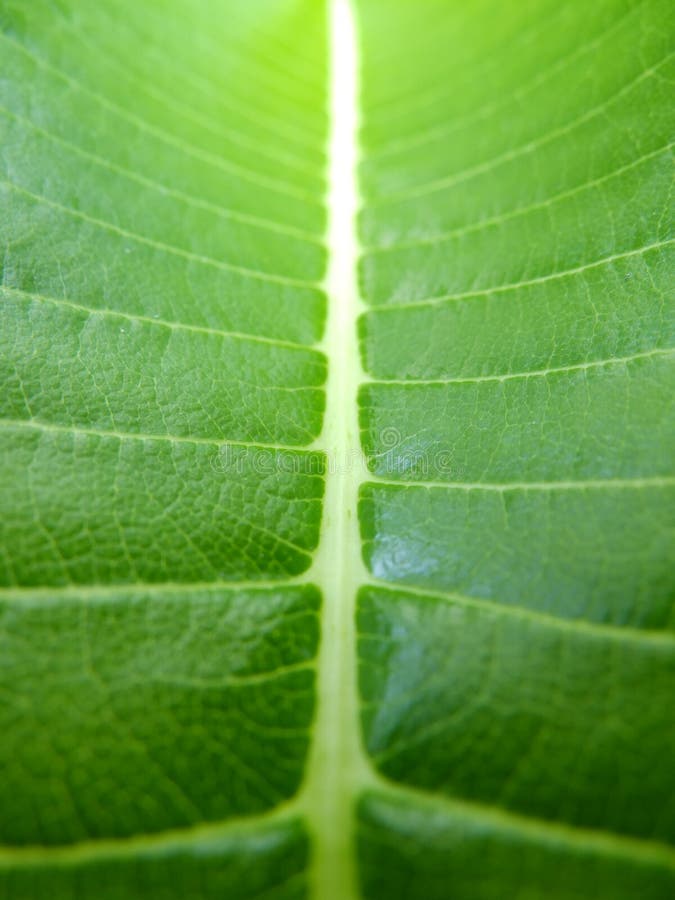 Leaf lines stock photo. Image of green, macro, relax - 41453190