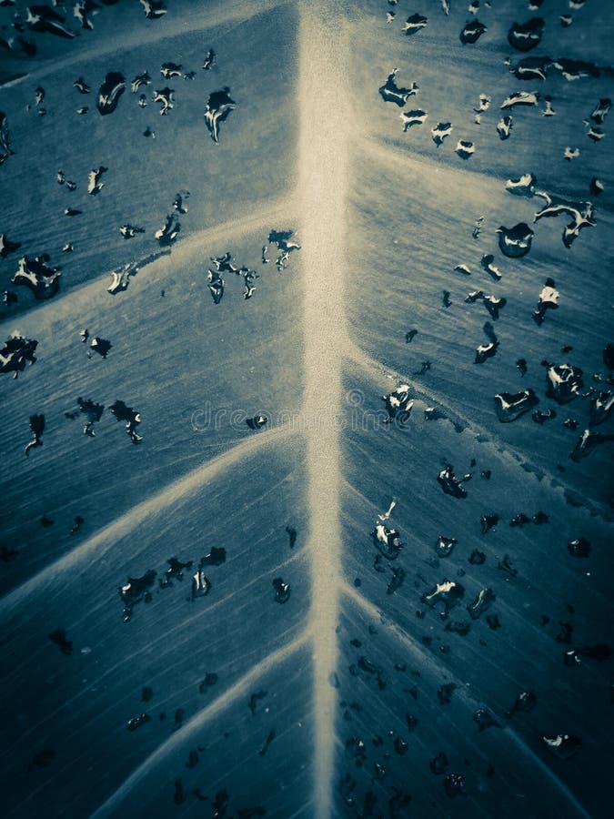 Leaf and Lines with Water Drops Abstract Background HD Stock Image ...