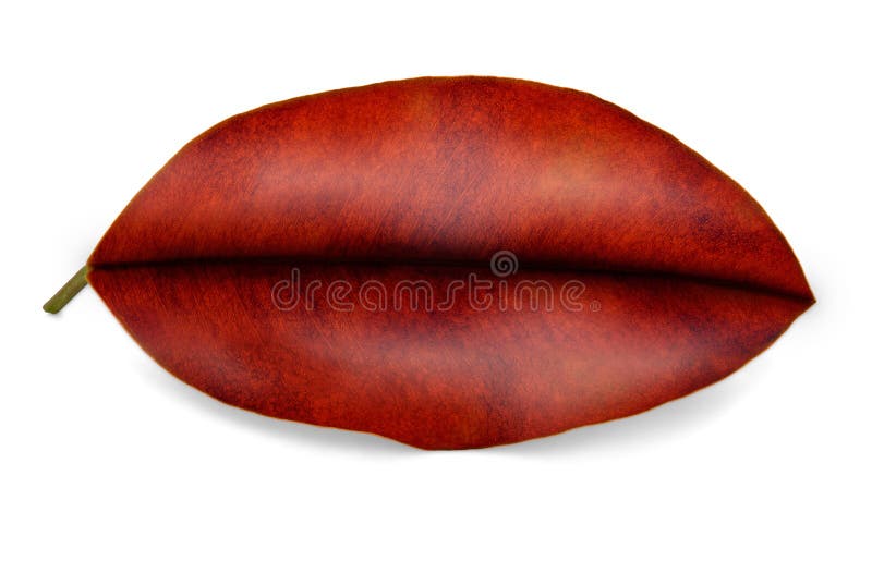 Leaf Lips stock photo. Image of abstract, femininity - 59018600