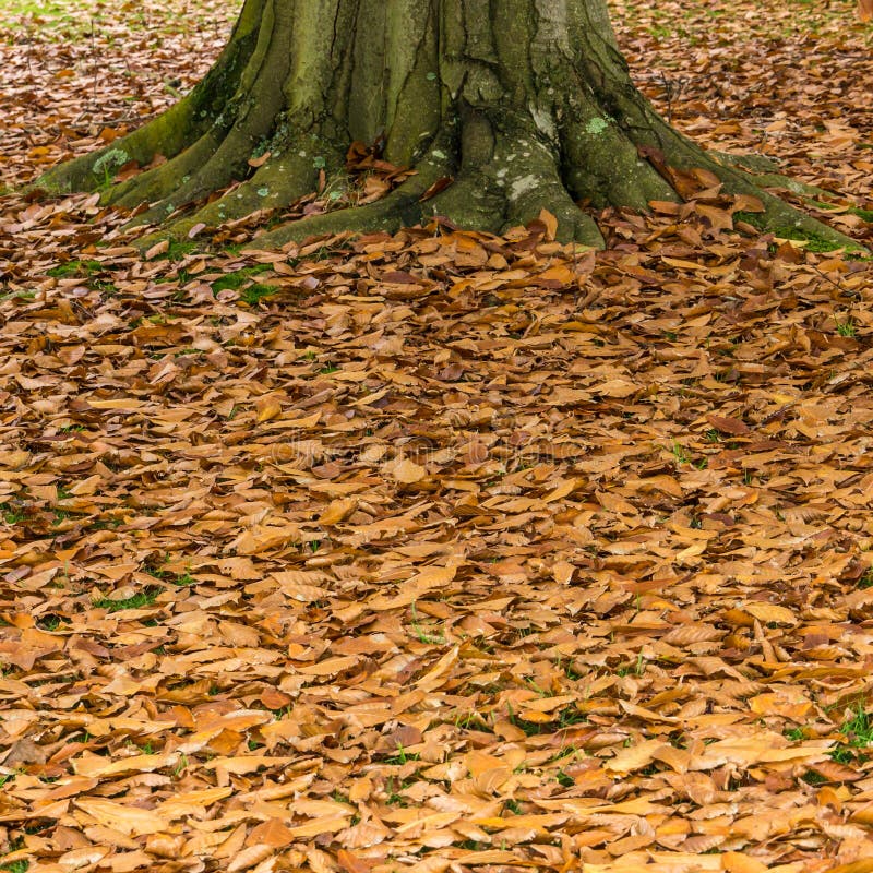 Leaf Litter stock photo. Image of trunk, brown, litter - 28643814