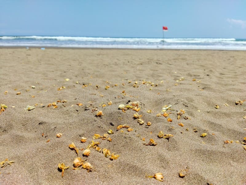 Leaf Litter on the Beach Sand Stock Photo - Image of sunlight, yellow ...