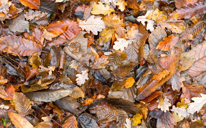 4,951 Plant Litter Forest Stock Photos - Free & Royalty-Free Stock ...