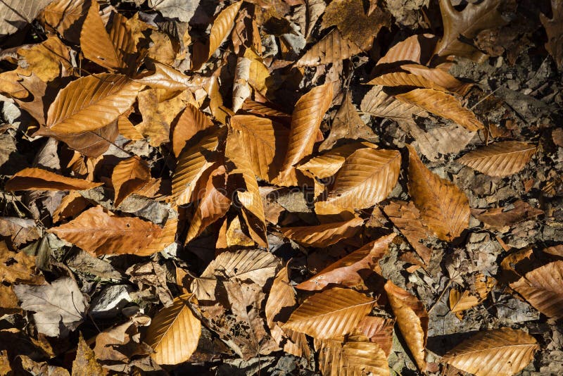 Leaf litter stock image. Image of botanical, autumn, litter - 89264845