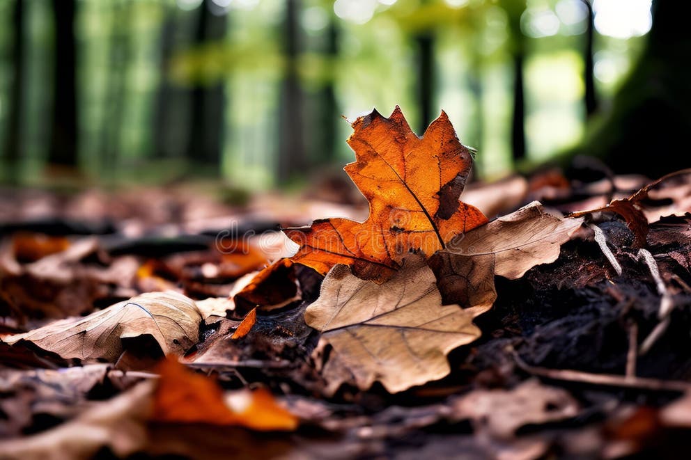 Leaf Litter the Layer of Fallen Leaves Decomposing on the Forest Stock ...