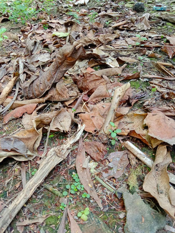 Leaf Litter Lying in the Yard Stock Image - Image of brown, yard: 251922775