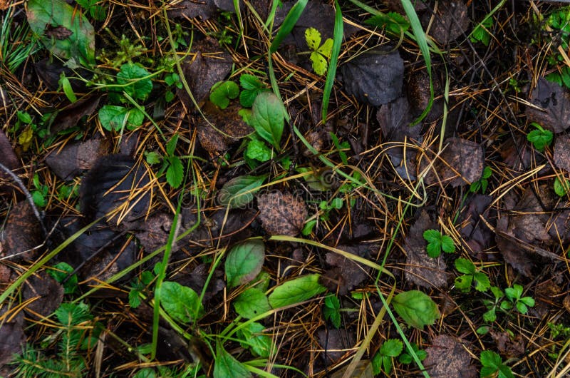 Leaf Litter in Pine Forest Floor. Stock Photo - Image of leaf, nature ...