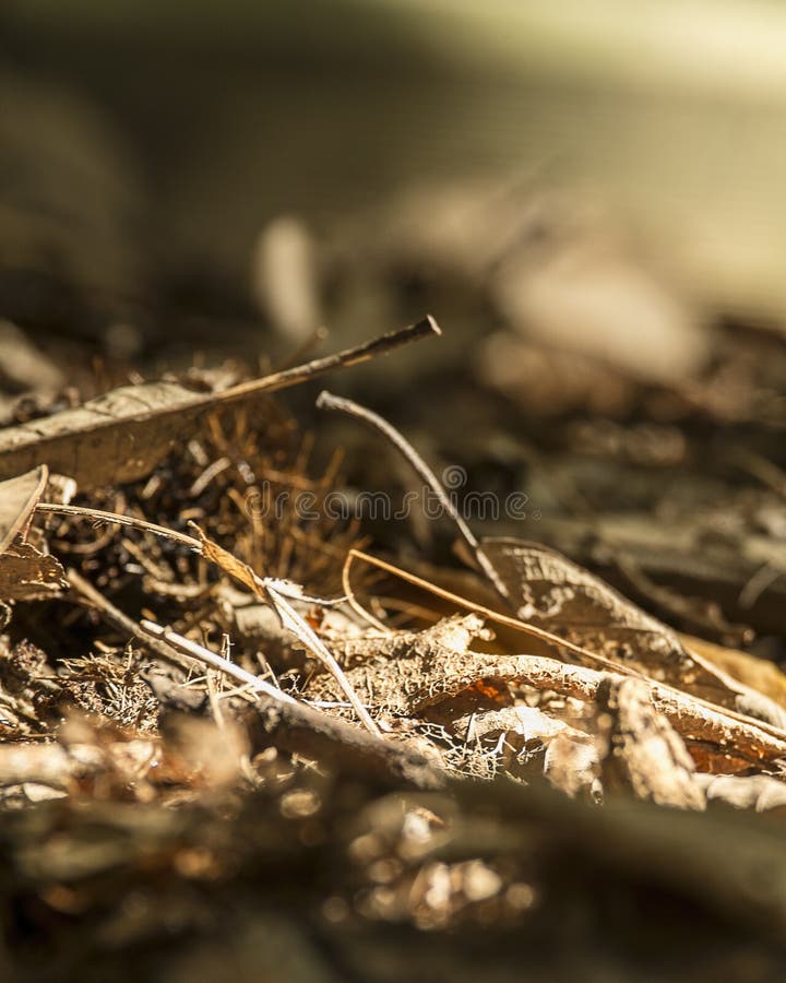 Leaf Litter, Plant Debris, Duff or Detritus Forming a Layer on the ...