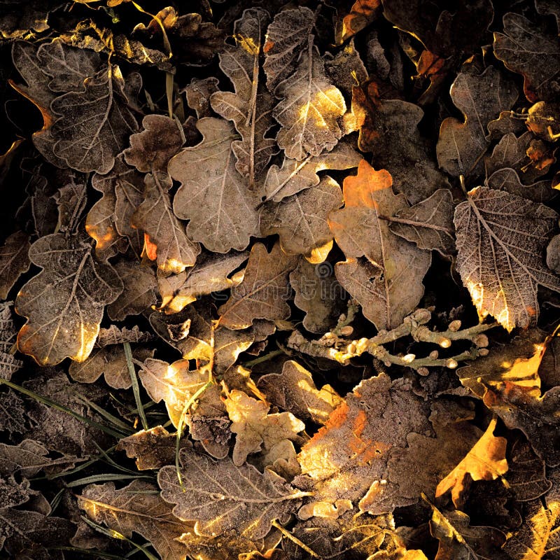 Leaf Litter and Fall Colors Stock Photo - Image of travel, litter ...