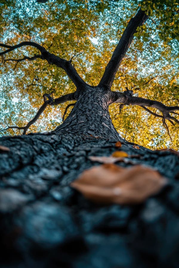 Leaf Litter Under Large Tree Stock Photos - Free & Royalty-Free Stock ...