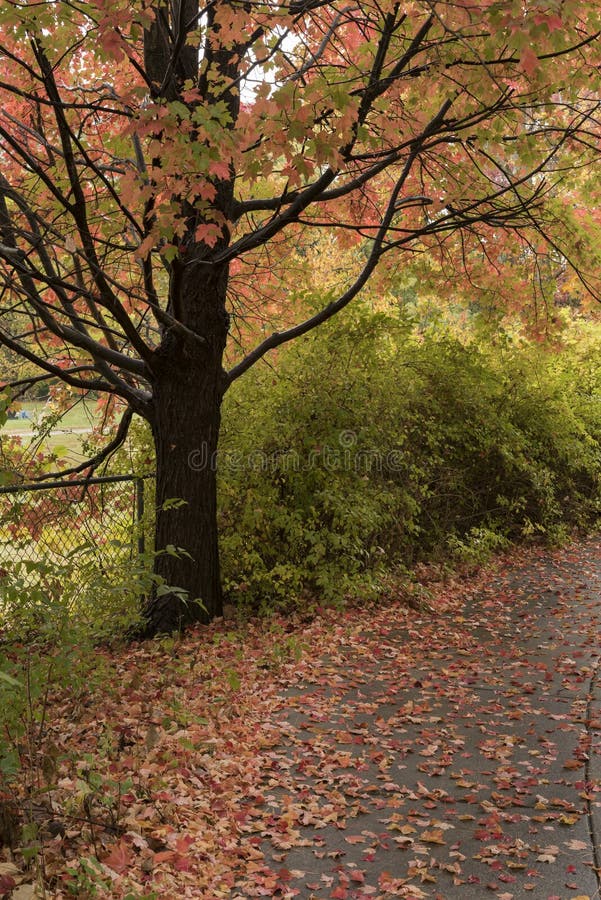 Pathway through autumn. stock image. Image of garden - 342212775