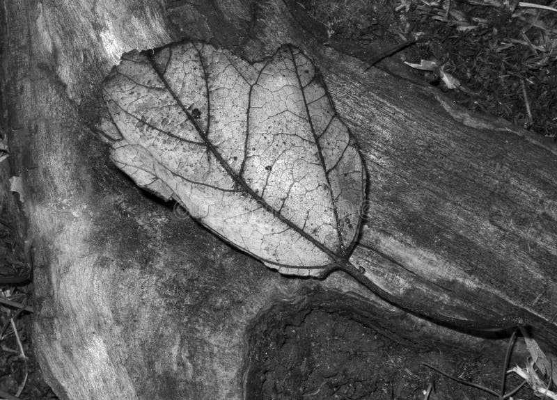 Leaf on log stock photo. Image of fall, york, white, veins - 11838786