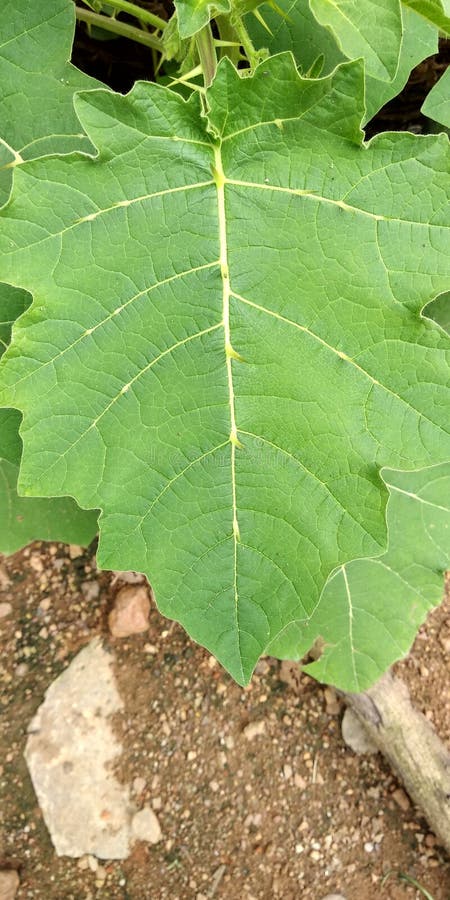 Leaf stock image. Image of good, looking, leaf, nature - 122944359