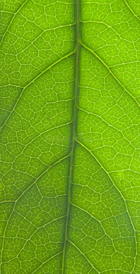Leaf ribs and veins stock image. Image of shape, plant - 23709433