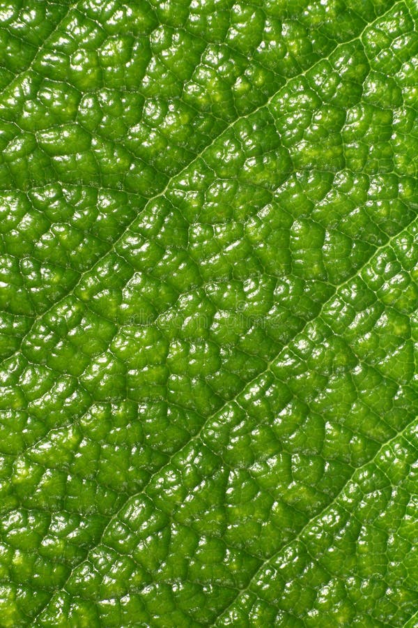 30,302 Macro Structure Leaf Stock Photos - Free & Royalty-Free Stock ...
