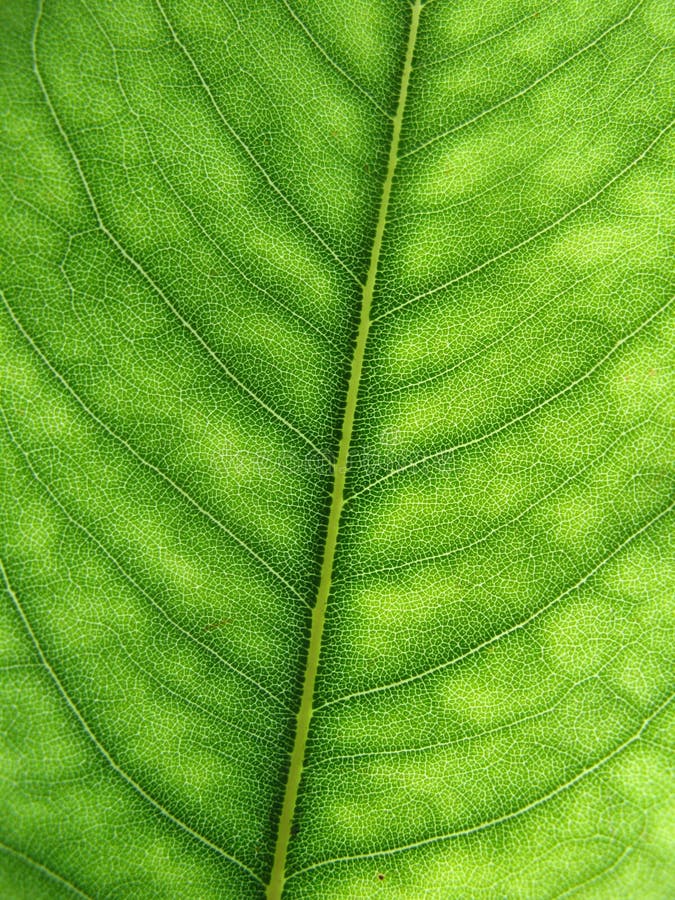 Green Leaf Macro stock image. Image of photosynthesis - 90486627