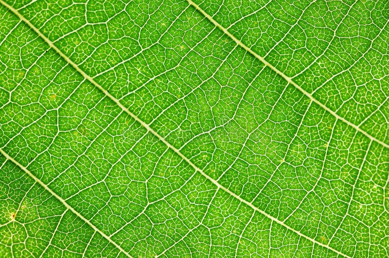 Leaf macro stock photo. Image of color, leaf, cool, close - 6796124