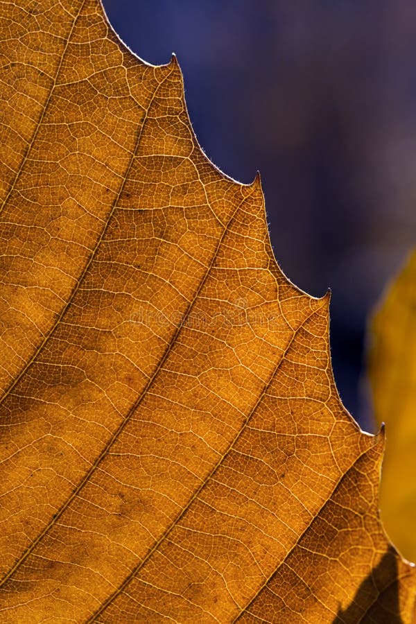 Leaf macro stock image. Image of abstract, forest, fall - 35975335