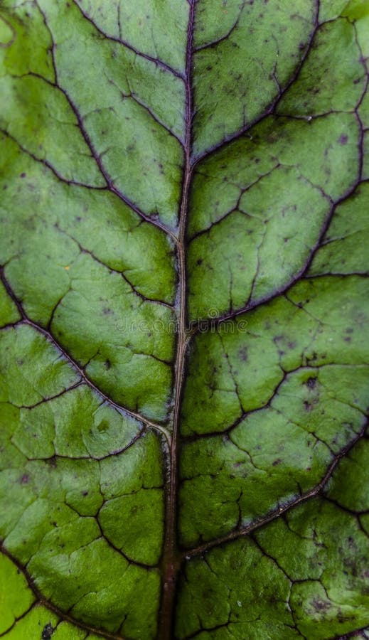 Leaf macro stock photo. Image of macro, organic, life - 5531578