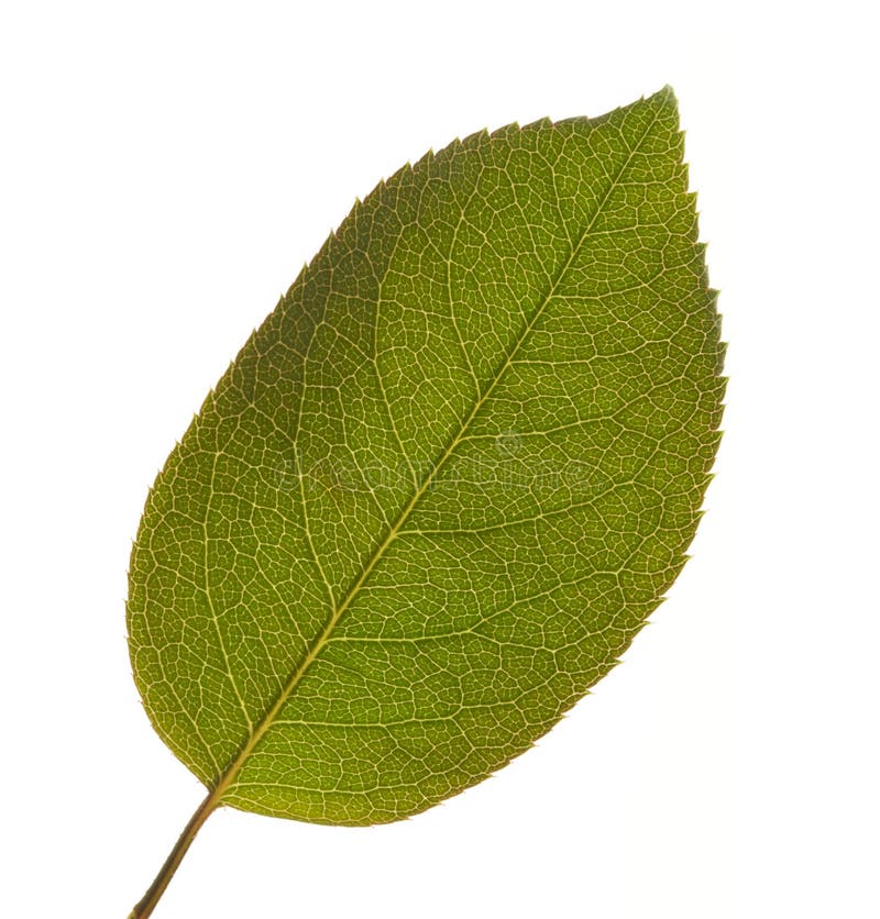 Green leaf stock photo. Image of flora, botanical, macro - 2953986