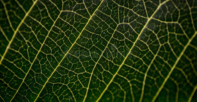 Leaf macro texture stock image. Image of droplet, close - 80504701