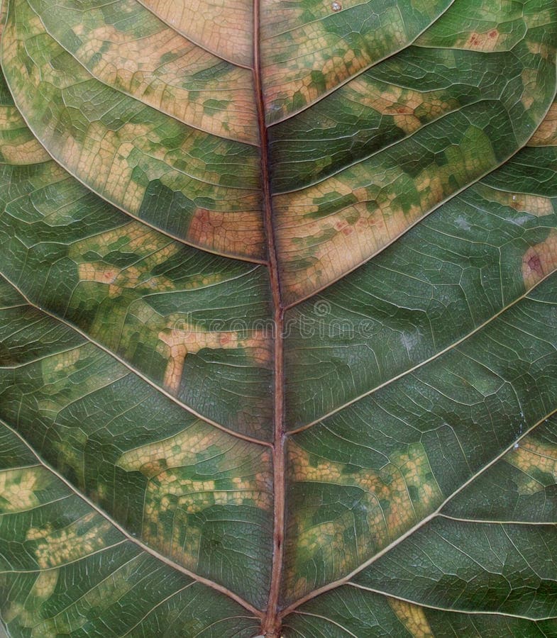 Leaf Macro Textures in Details Stock Image - Image of botany, detail ...