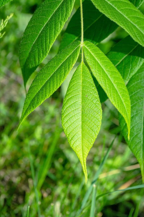 A Leaf from a Manchurian Walnut Tree. Green Leafy Tree Stock Photo ...