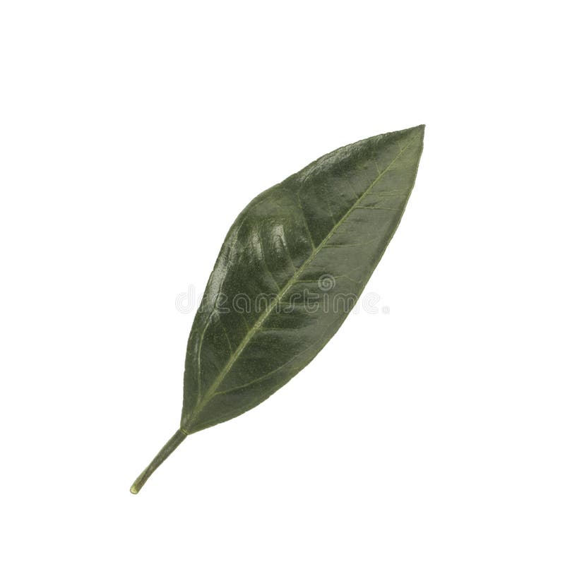 Leaf of mandarin tree stock image. Image of isolated - 217136651