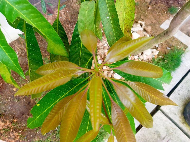 Leaf a Mango Tree for Gardens Stock Image - Image of mango, leaf: 273976275
