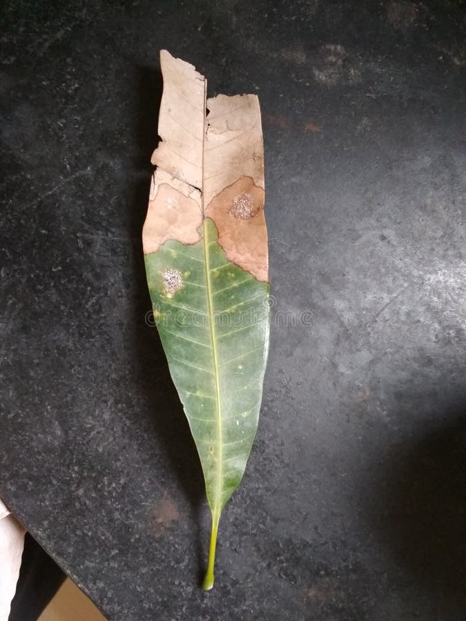 Leaf from mango tree stock photo. Image of leaf, tree - 122961784