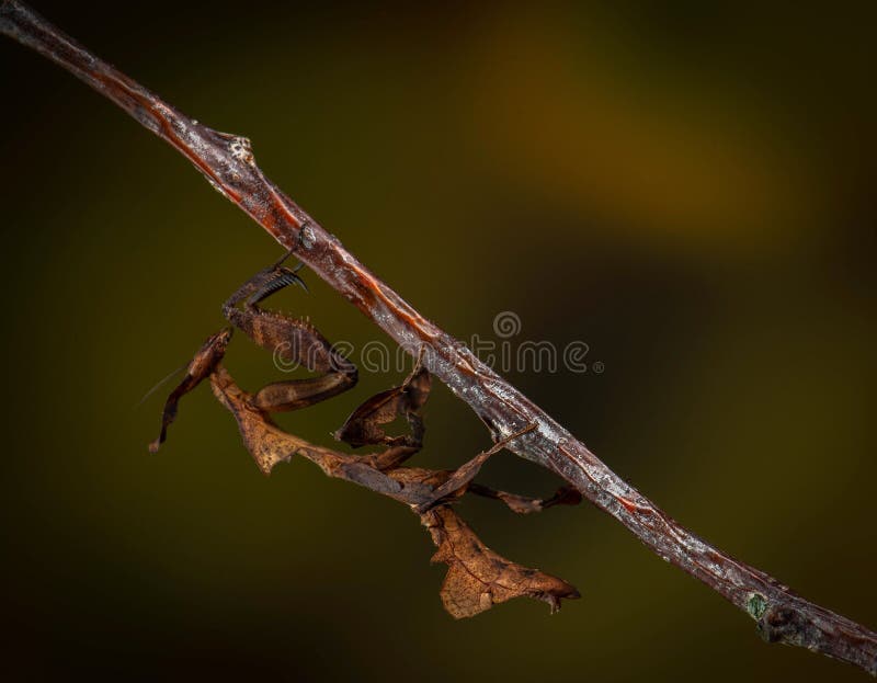 Leaf Mantis (Acanthops Centralis) Stock Photo - Image of insect ...