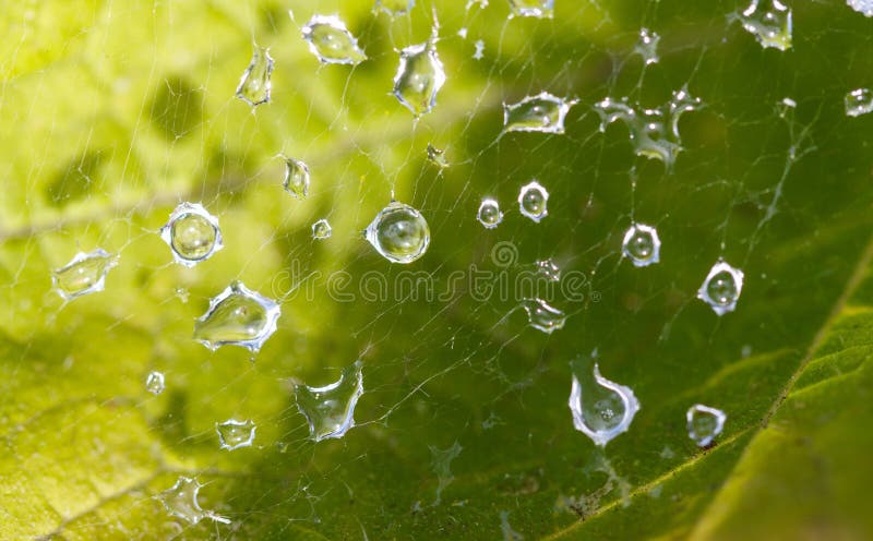 A Leaf with Many Drops of Water on it Stock Image - Image of plant ...