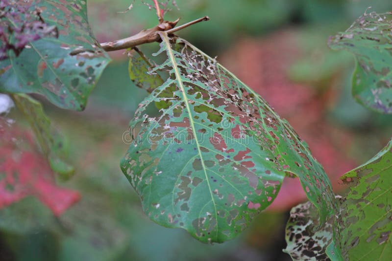 Insects bite leaf. stock photo. Image of natural, destruction - 117636986