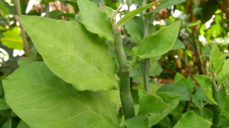 Beautiful Leaf, Many Leaf in the Trees Stock Image - Image of flowers ...