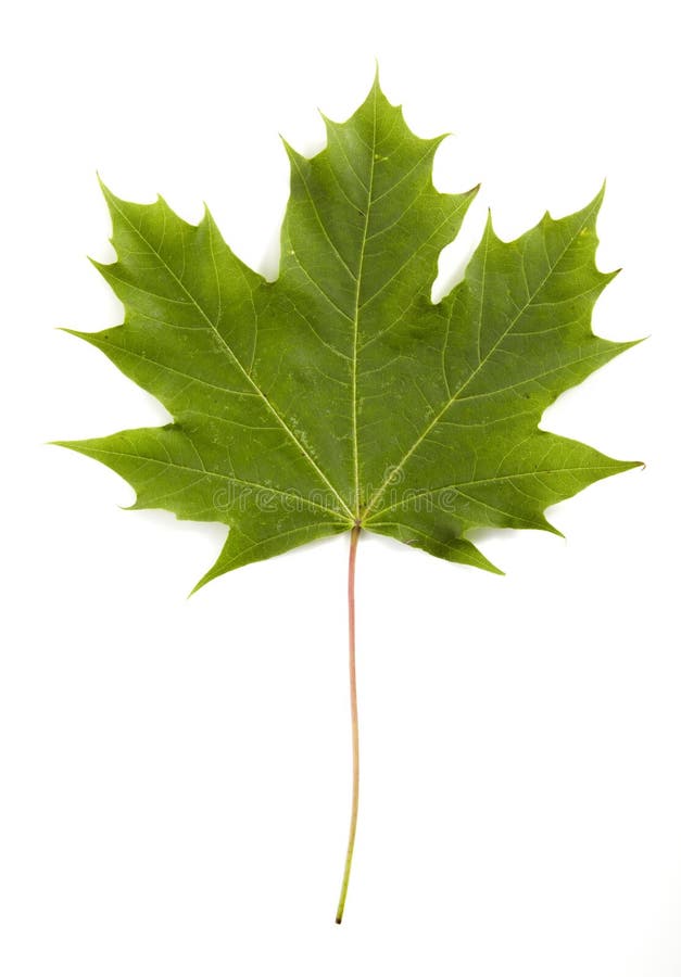 Spring maple leaf stock image. Image of freshness, cell - 11035721