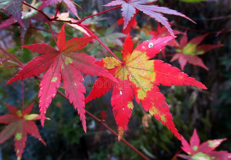 Leaf, Maple Leaf, Autumn, Plant Stock Image - Image of autumn, leaf ...