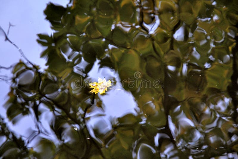 Leaf maple floating stock image. Image of trees, reflection - 80487023