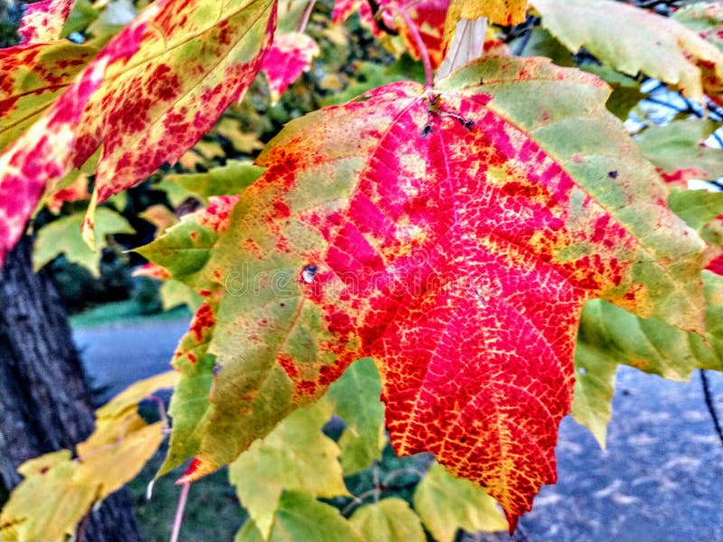 Fire leaf stock image. Image of leaf, tree, yellow, orange - 142553399