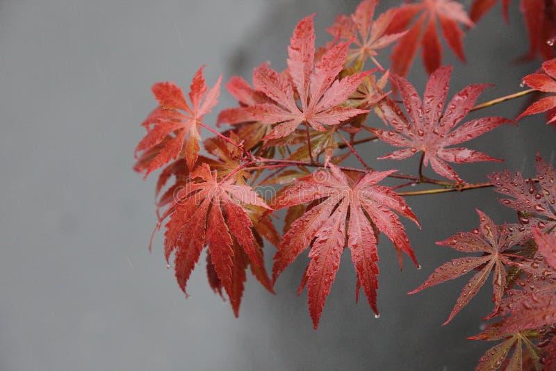 Leaf, Maple Leaf, Plant, Tree Picture. Image: 100839939