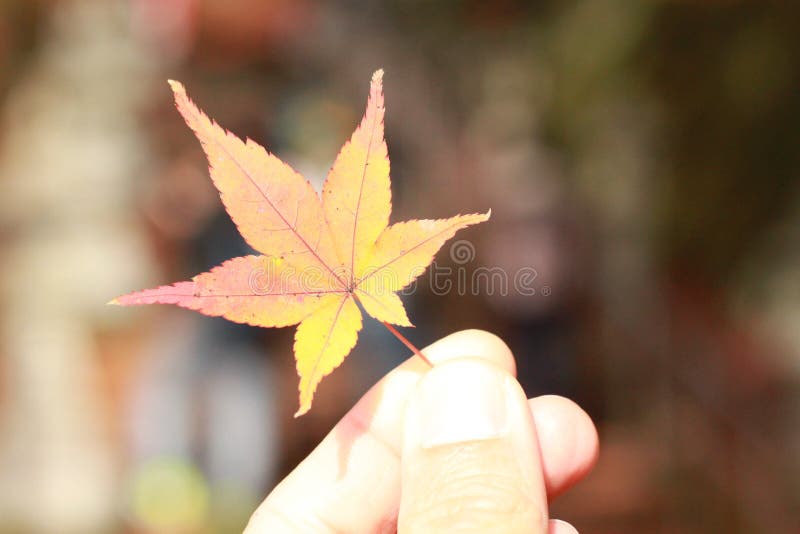 Leaf, Maple Leaf, Plant, Tree Picture. Image: 134004304