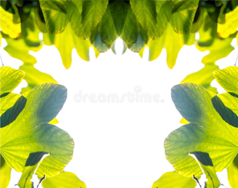 Leaf margin stock image. Image of leaves, margin, orange - 46033233