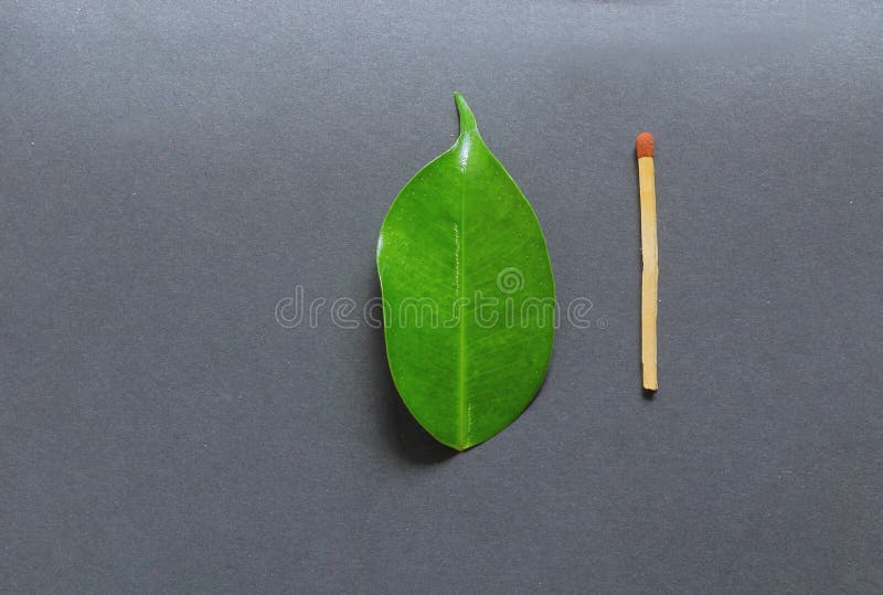 Leaf and Match Stick. Concept of Creation and Destruction Stock Photo ...