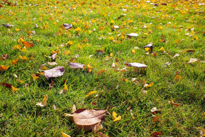Drop Leaves and Meadow in Autumn Stock Image - Image of tree, leaves ...