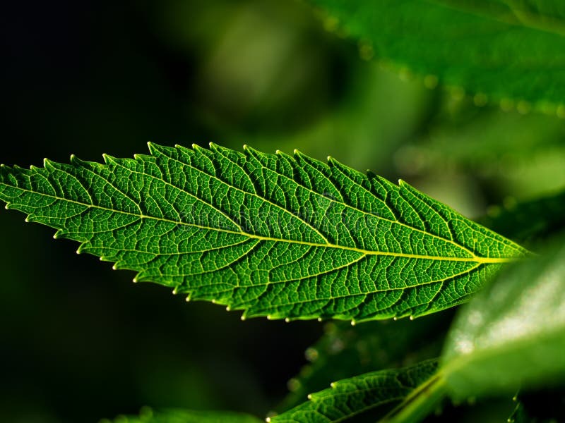 Leaf Micro Details Under the Sunlight Light and Shadows Stock Image ...
