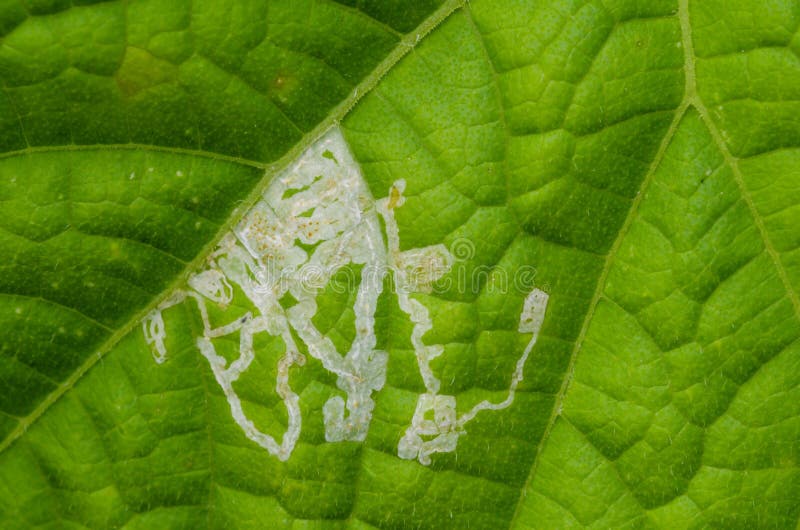 Leaf miner on cucumber stock photo. Image of pest, green - 104304246
