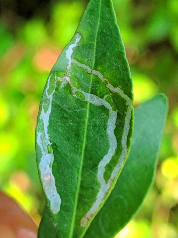 Leaf miner insect stock photo. Image of midgefly, maggot - 173387984